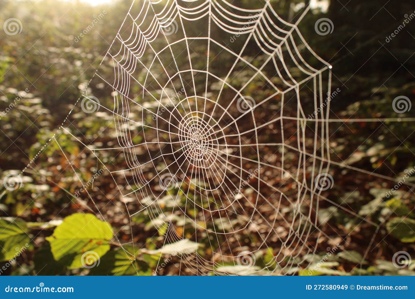 The Sun is Shining Behind a Web with a Spider Sitting in it Stock Image ...