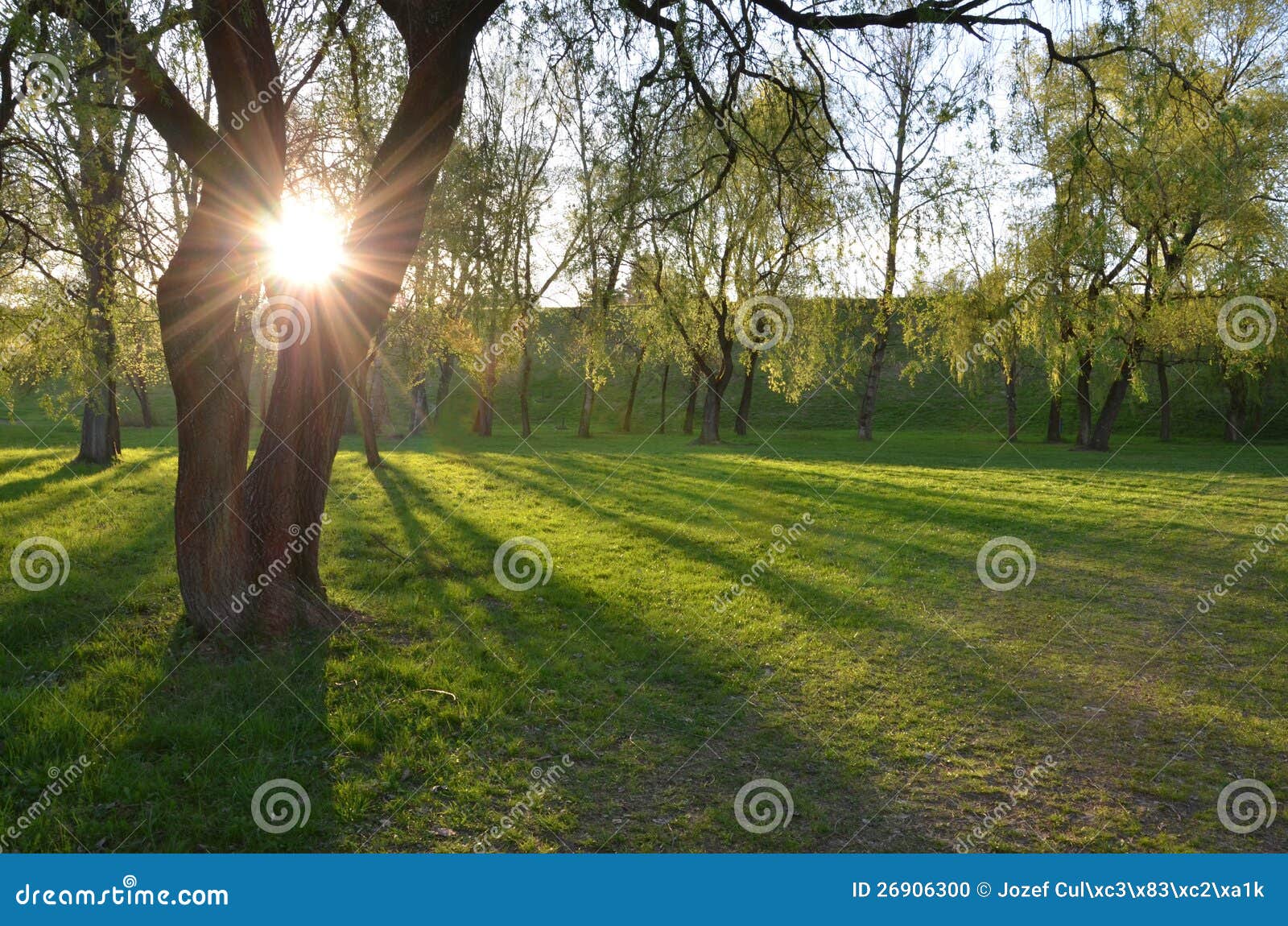 The Sun is Shining through Big Tree Stock Photo - Image of environment ...