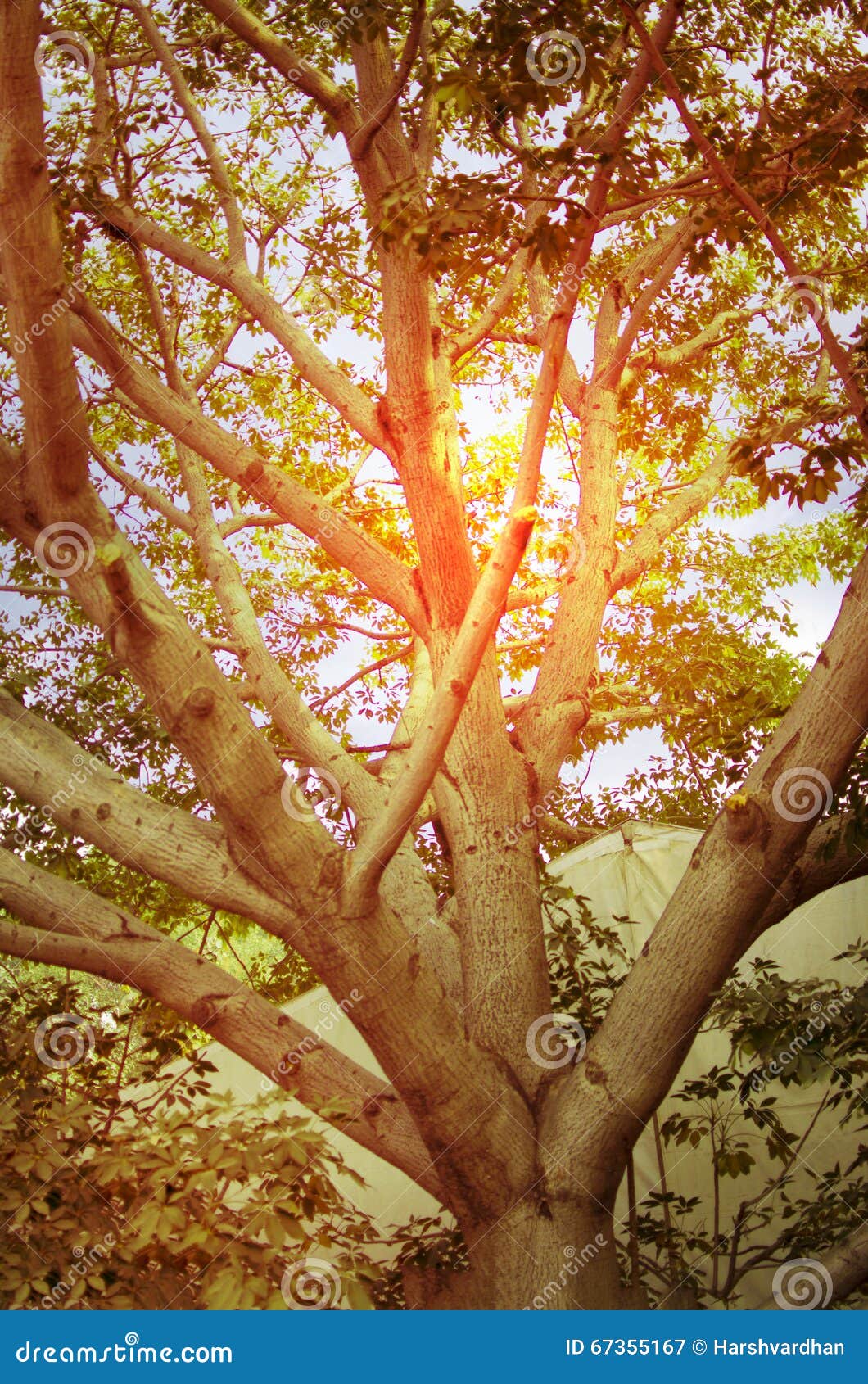 Sun Shining through Big Tree Stock Image - Image of branch, tree: 67355167