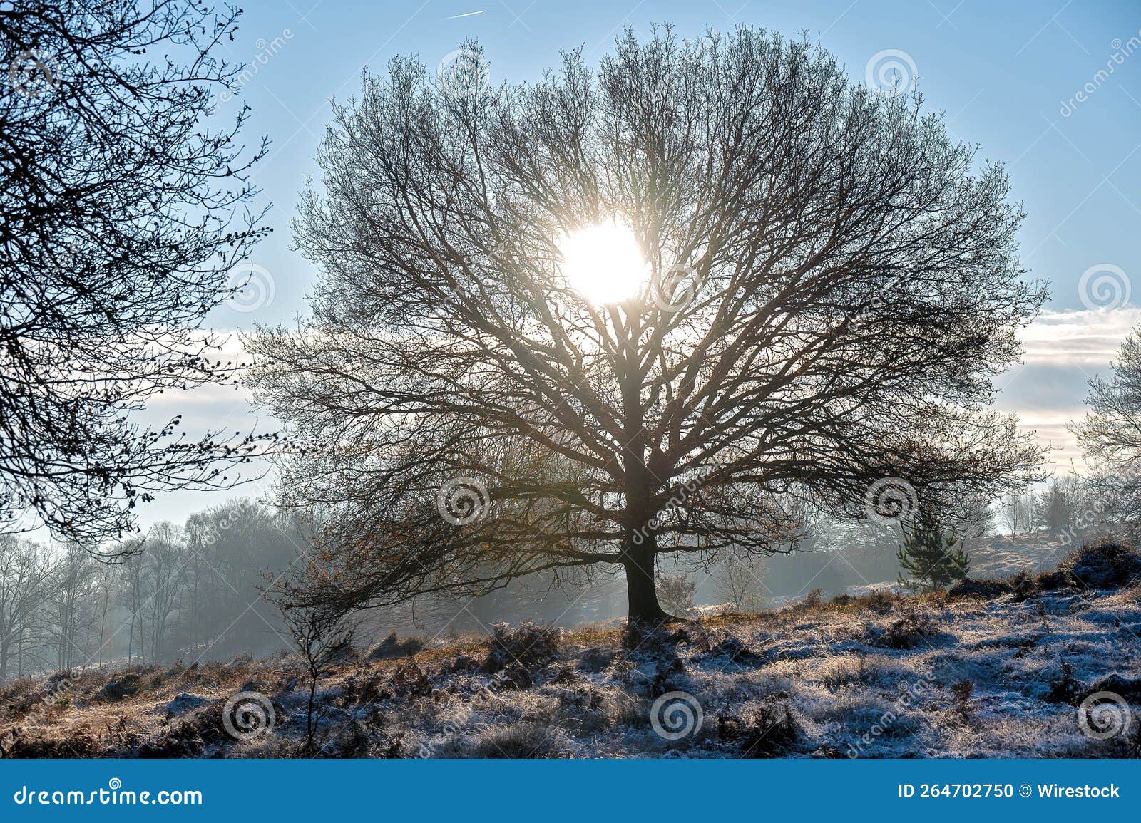Sun Shining through the Branches of a Bare Tree on a Snowy Hill Stock ...