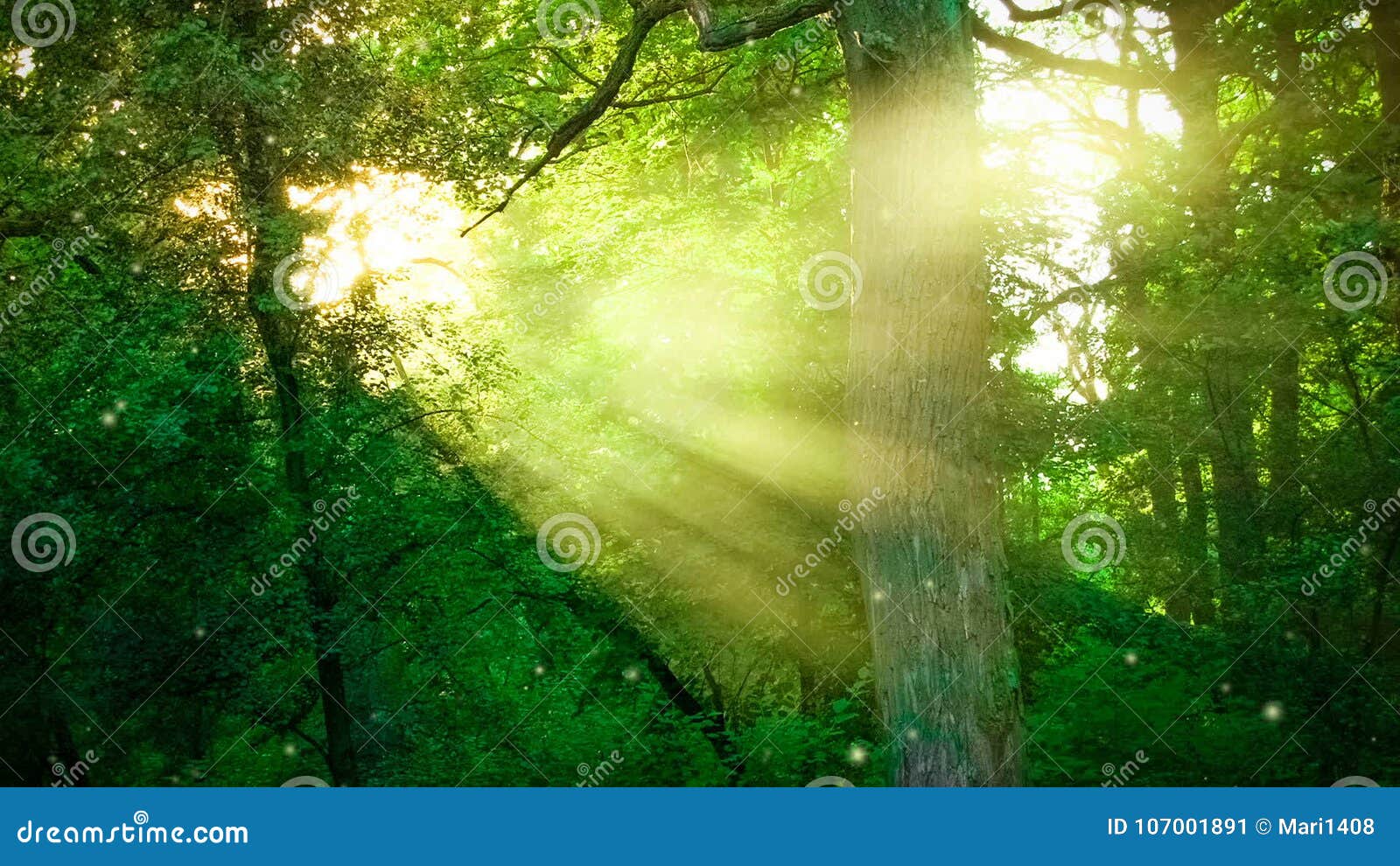 Sun Shining Branches Trees Stock Footage & Videos - 304 Stock Videos