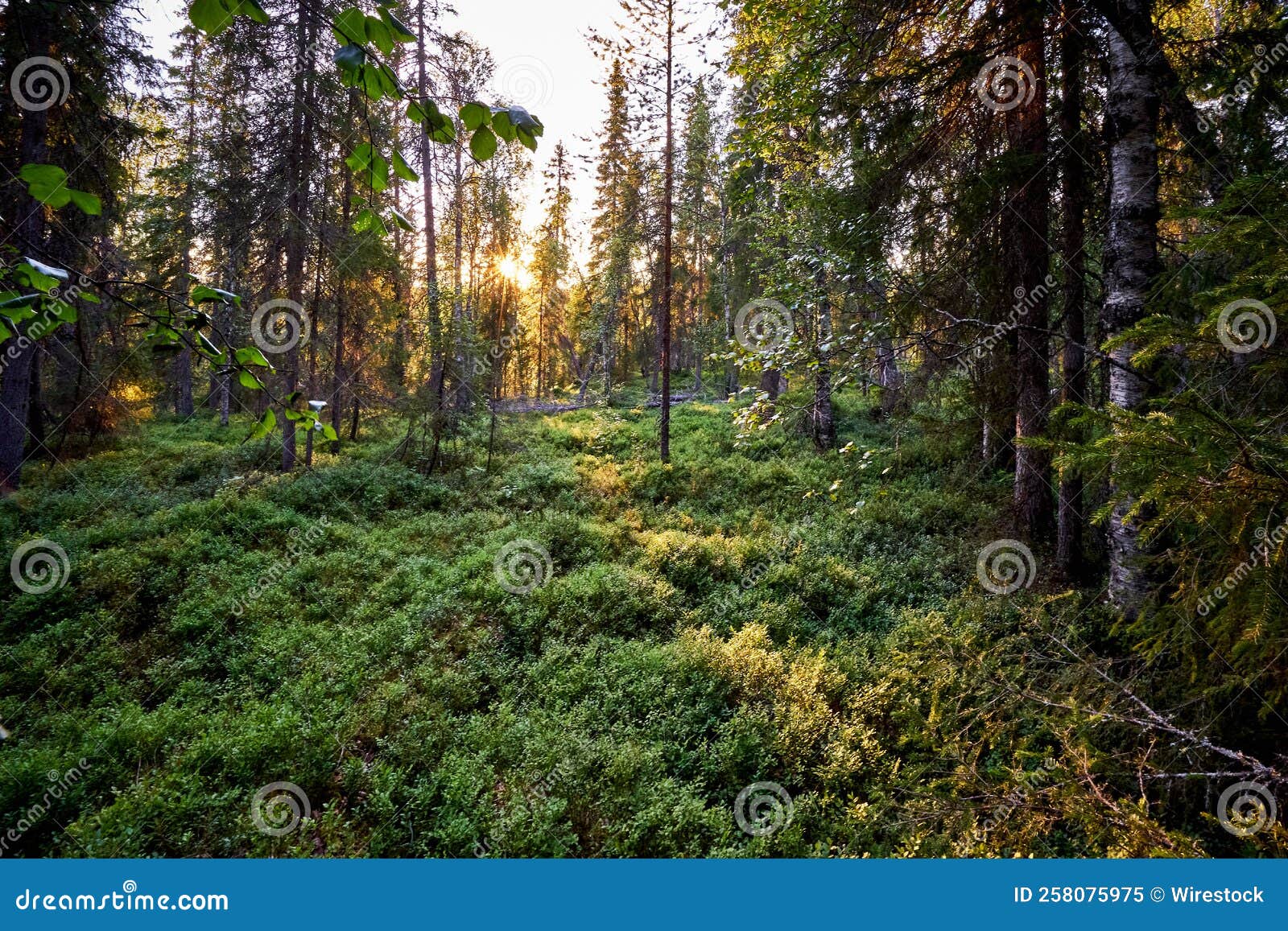 Sun Shining Brightly through Thin Trees of a Forest Stock Image - Image ...