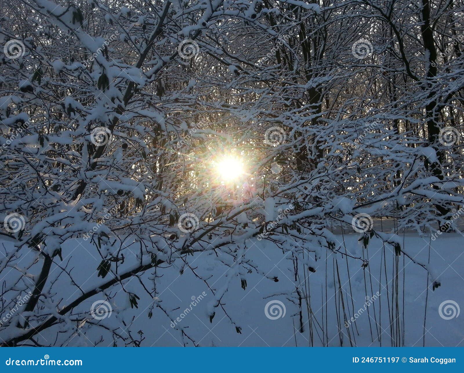 Sun Shining Brightly through Trees on Snowy Morning Stock Image - Image ...
