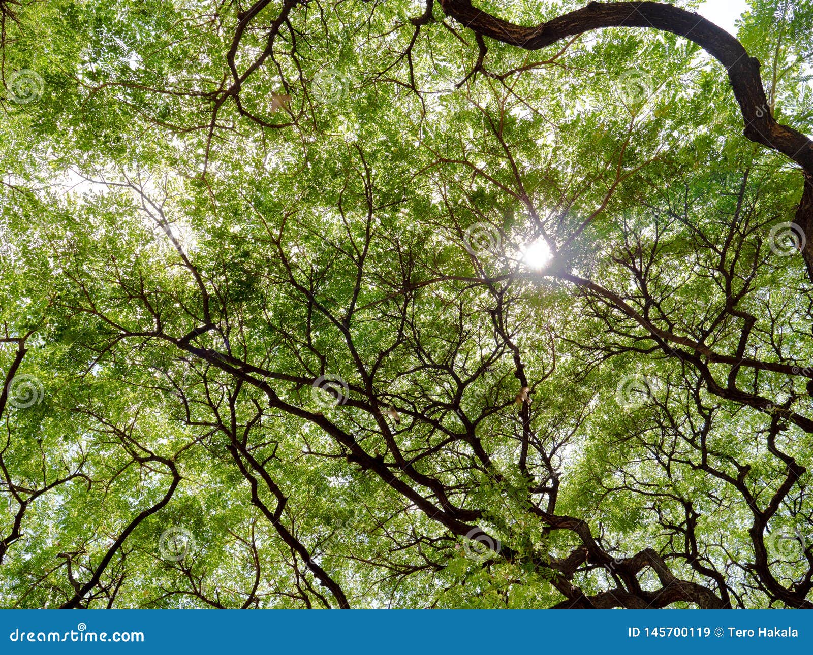 Sun Shining through the Canopy of a Large Tree Stock Image - Image of ...