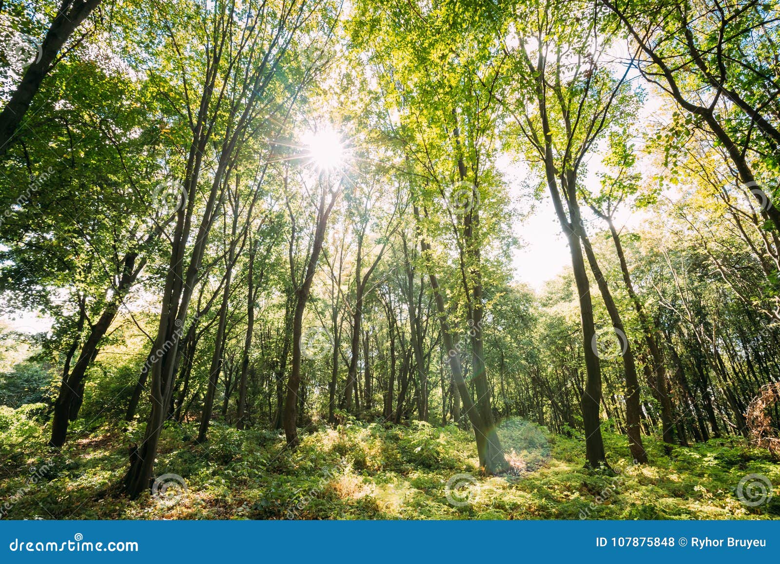 Sun Shining through Canopy of Tall Trees. Sunlight in Deciduous Stock ...