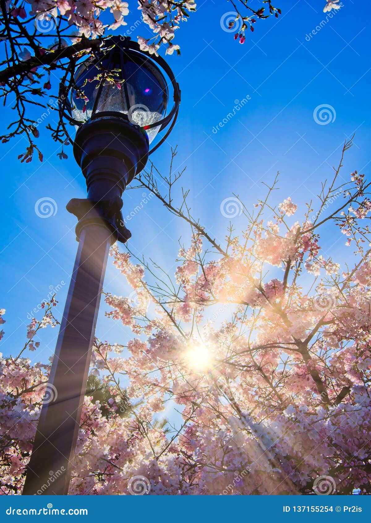 Sun Shining through Cherry Blossoms Stock Photo - Image of spring ...