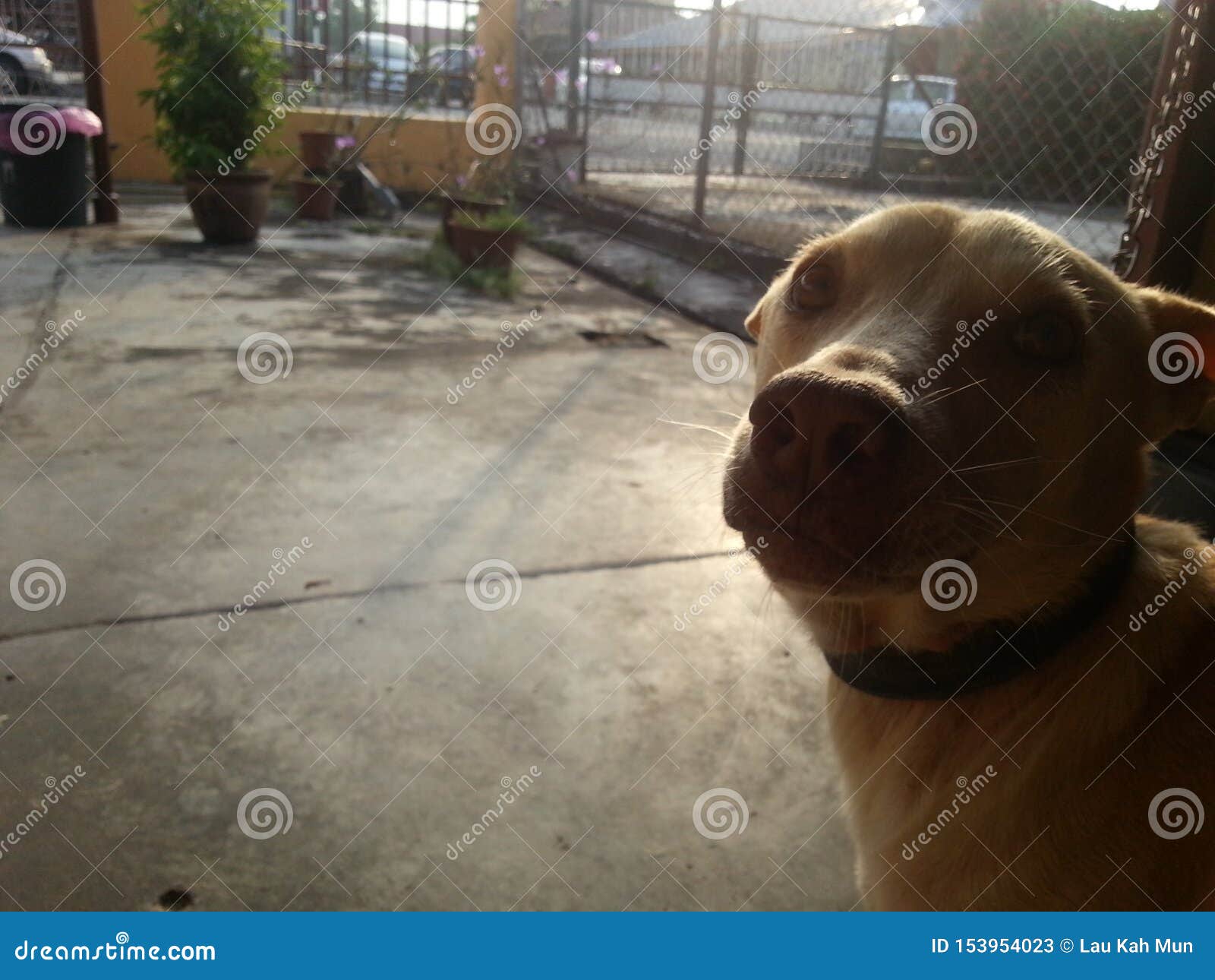 The Sun is Shining on the Dog. Stock Image - Image of step, shining ...