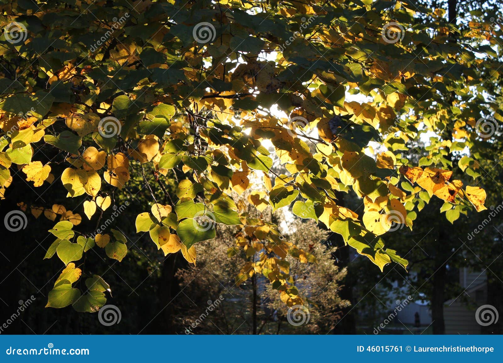 Sun Shining through Fall Leaves Stock Image - Image of sunlight, tree ...