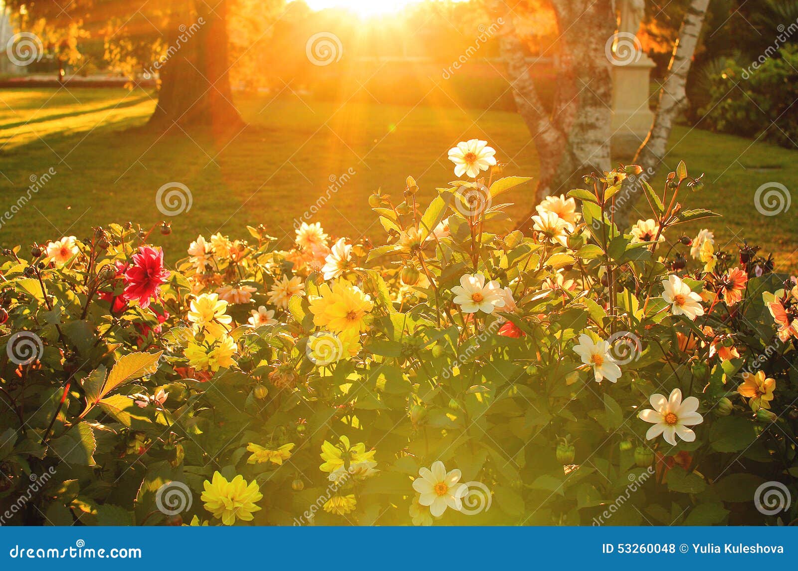 Sun shining on a flowers stock photo. Image of spring - 53260048