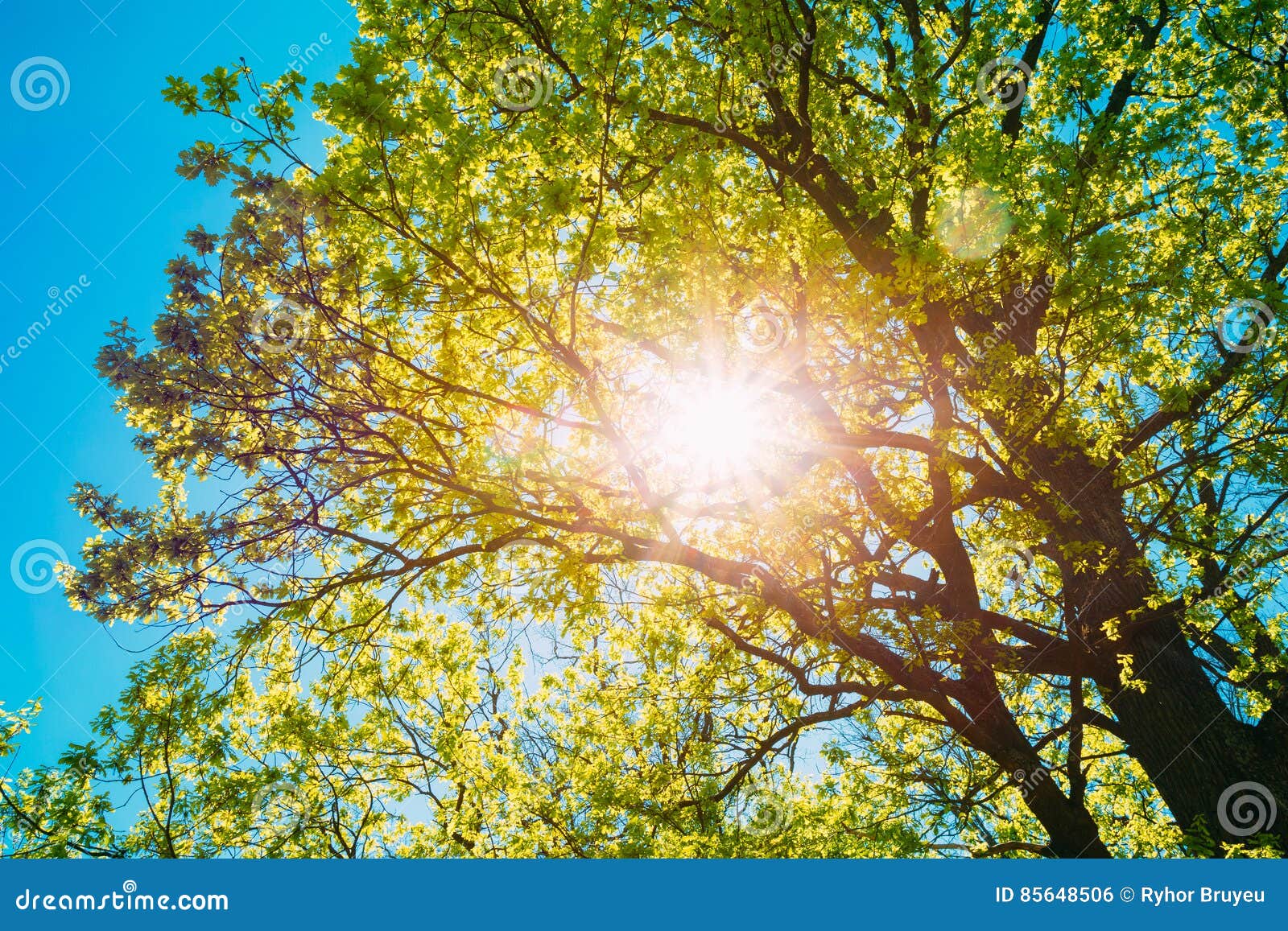 Sun Shining through Foliage of Oak Tree Spring Season. Deciduous Stock ...