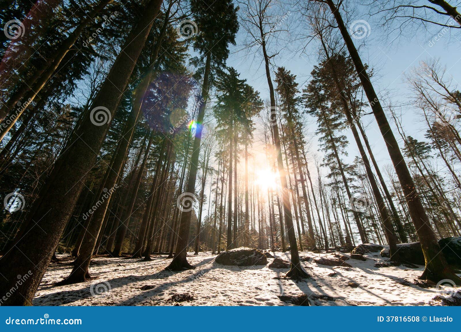 Sun shining through forest stock photo. Image of pine - 37816508