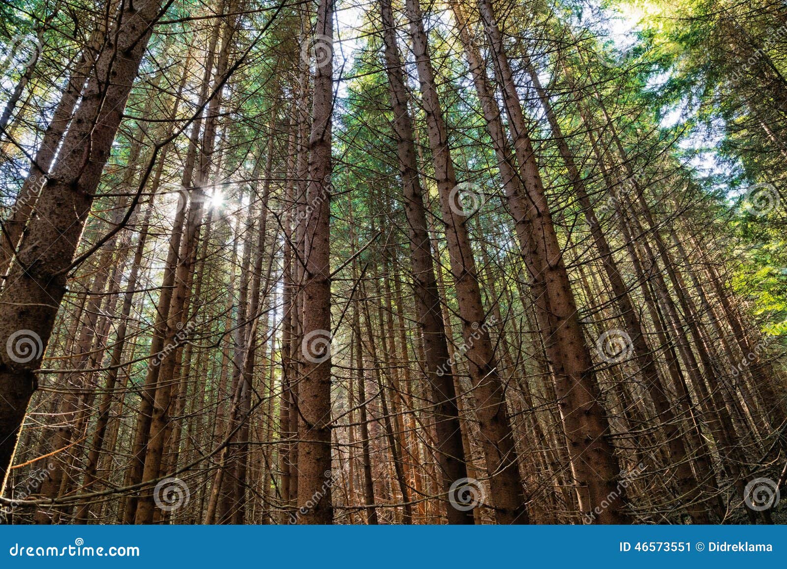 Sun Shining through Forest Trees Stock Image - Image of branch, light ...