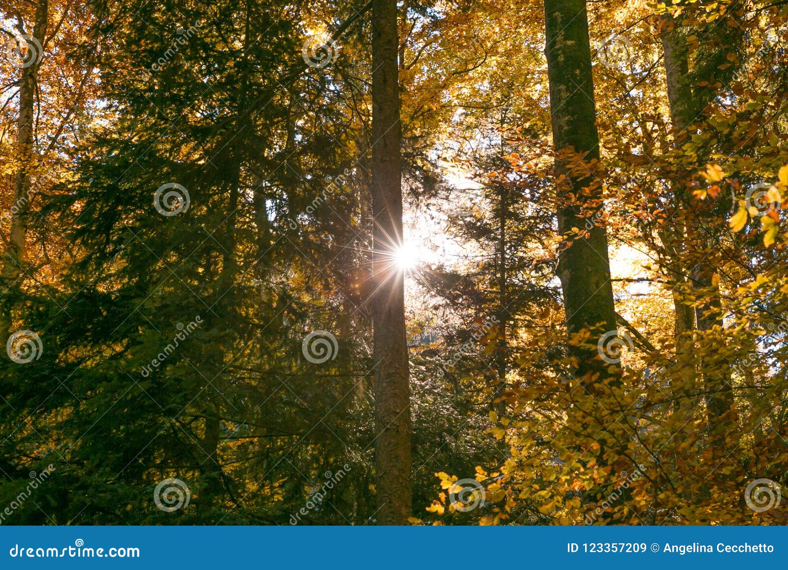 Sun Shining through Forest Trees Foliage in Autumn Stock Image - Image ...
