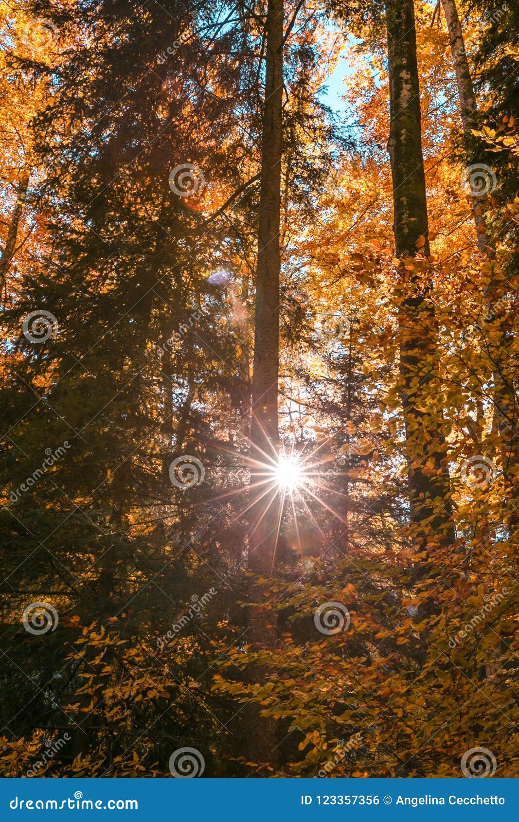 Sun Shining through Forest Trees Foliage in Autumn Stock Photo - Image ...