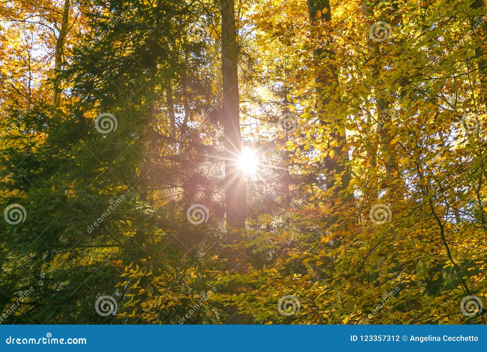 Sun Shining through Forest Trees Foliage in Summer Stock Photo - Image ...