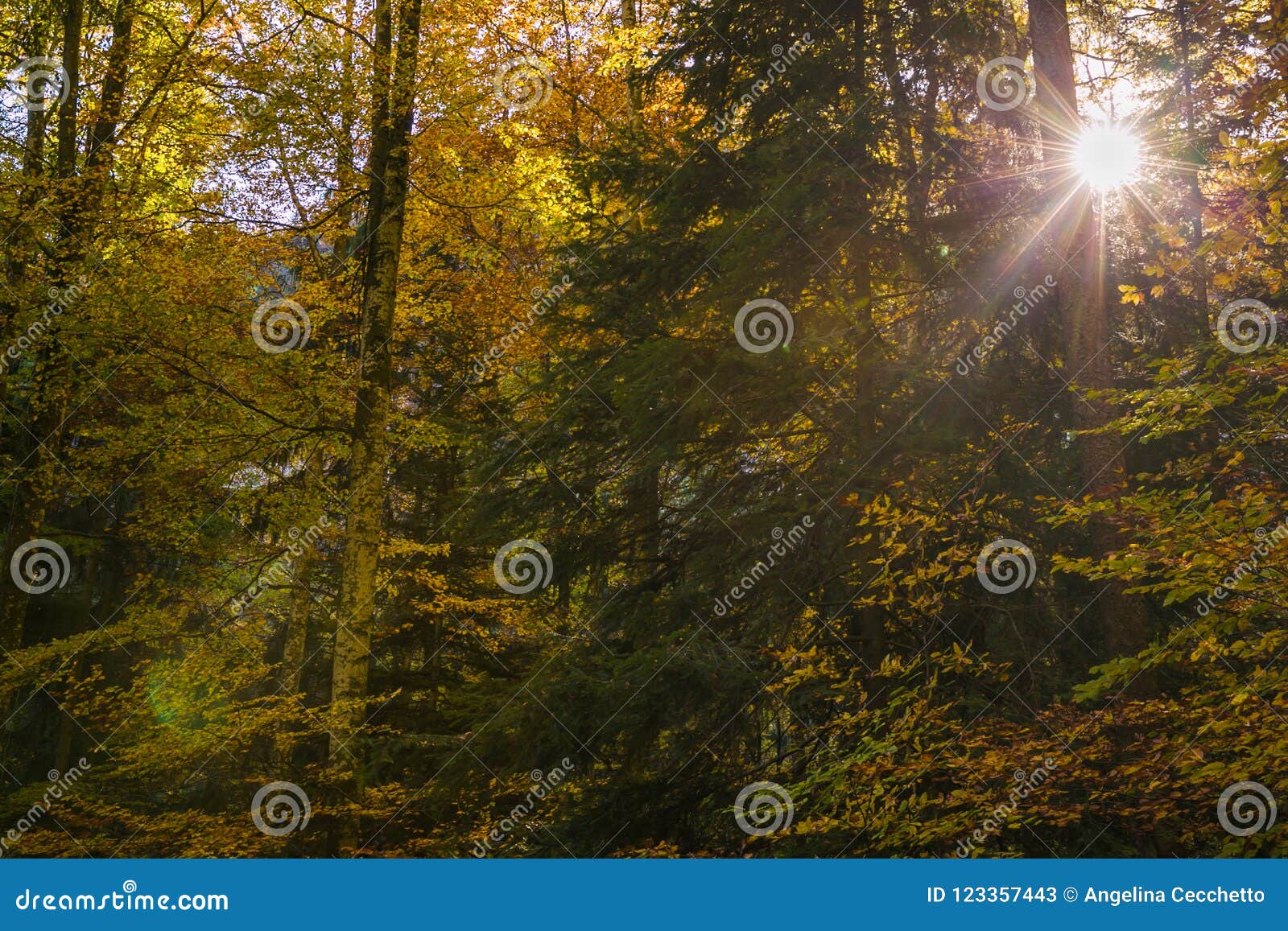 Sun Shining through Forest Trees Foliage in Summer Stock Image - Image ...