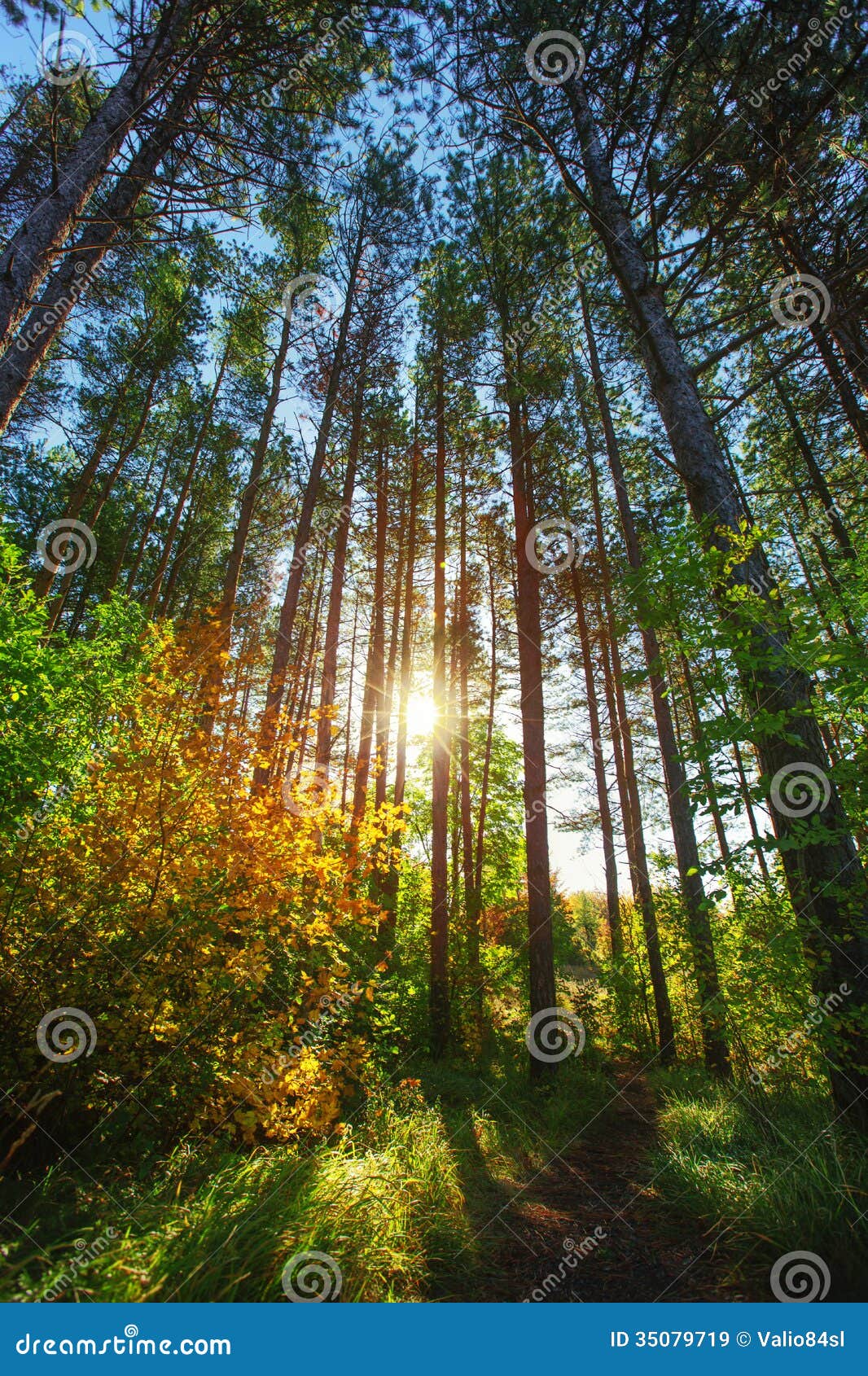 Sun Shining through Forest Trees Stock Image - Image of path, park ...
