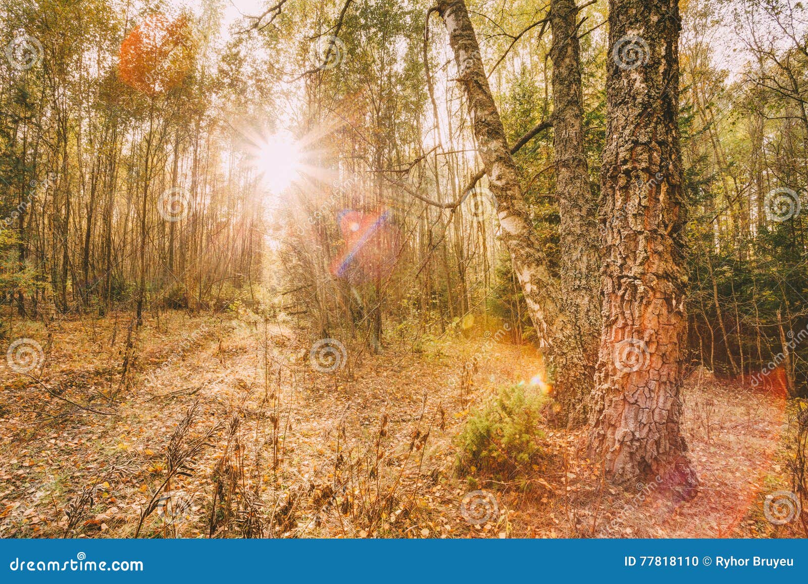 Sun Shining through Forest Trees. Sunset Sunrise in Autumn Fores Stock ...