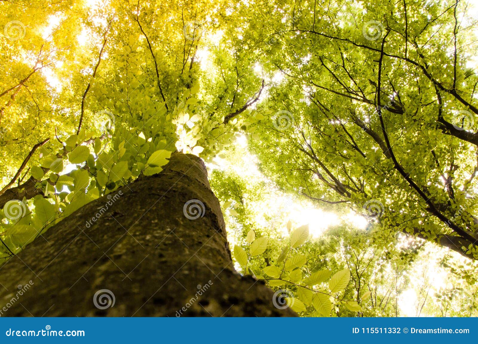 Forest treetops stock photo. Image of green, shining - 115511332