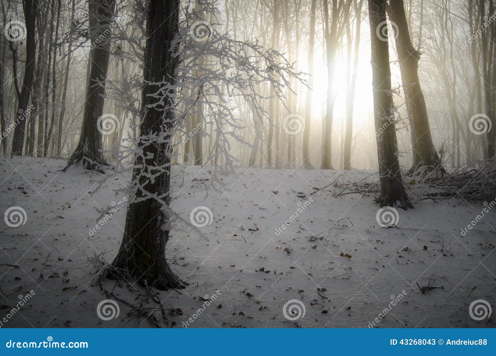 Sun Shining in Frozen Forest with Fog Stock Image - Image of rays, tree ...