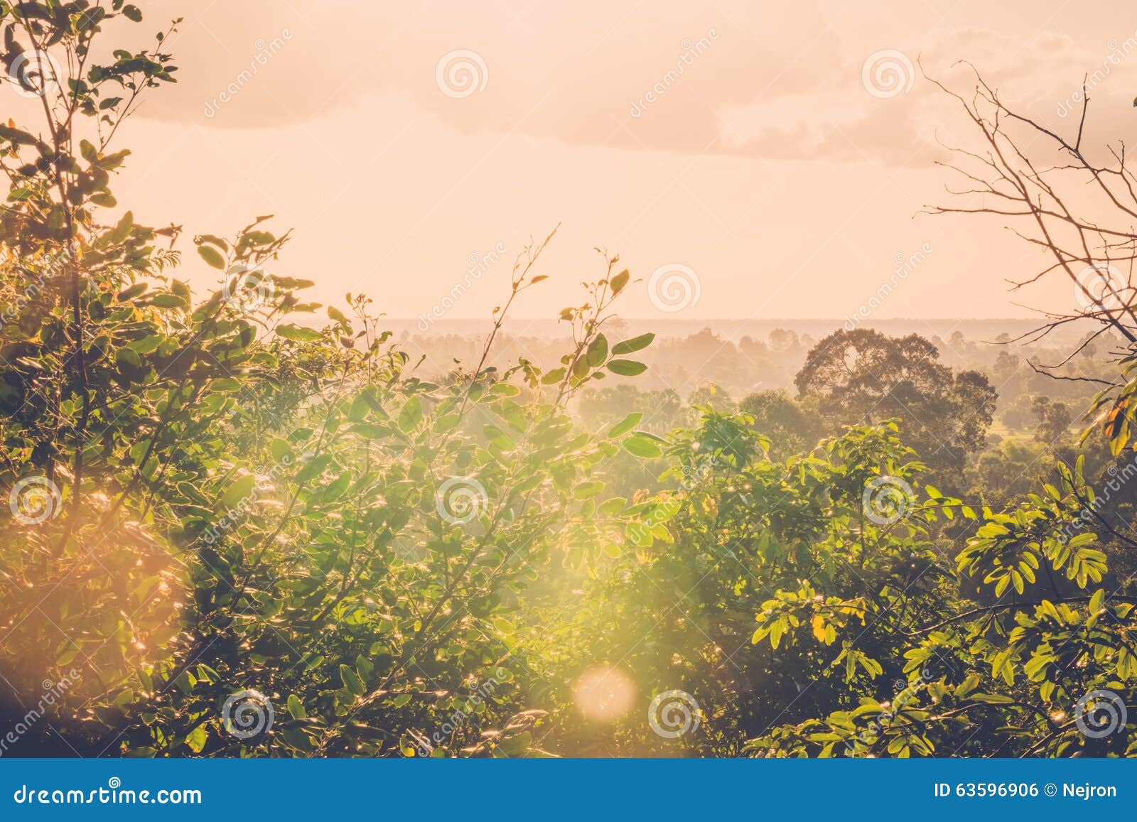 Sun Shining into Green Jungle Stock Photo - Image of stream, leaf: 63596906