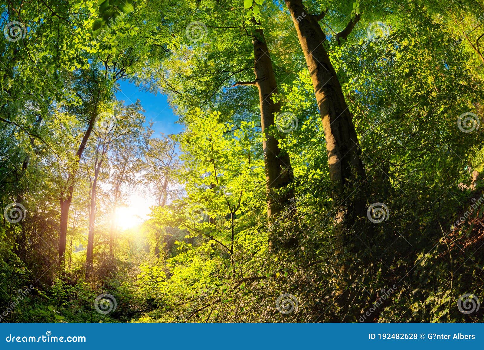 Sun Shining through Trees in Forest Stock Photo - Image of blue ...