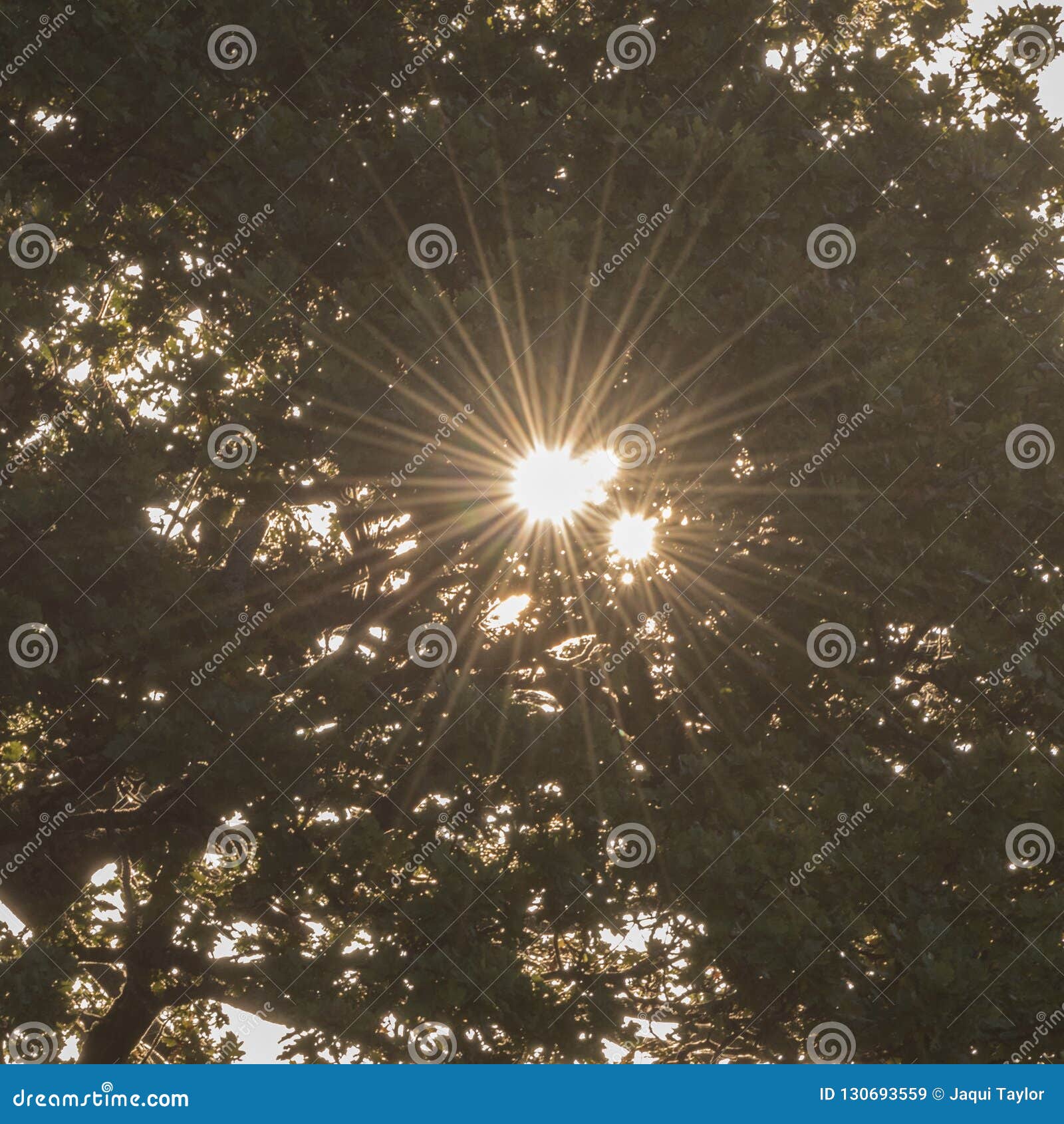 Sun Bursting through a Tree Stock Image - Image of sunburst, sunshine ...