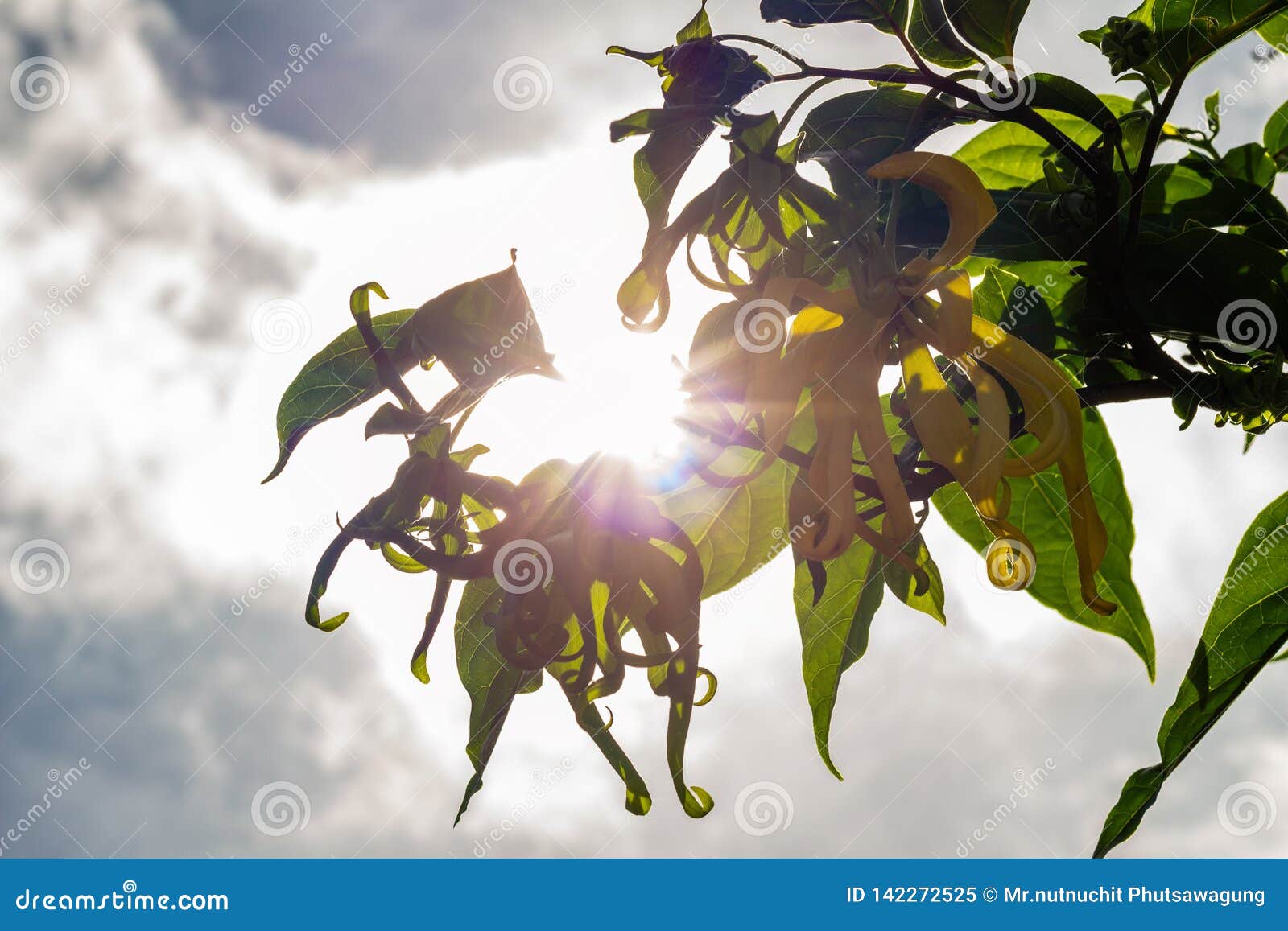 The Sun is Shining through the Leaves of Vine. Stock Image - Image of ...
