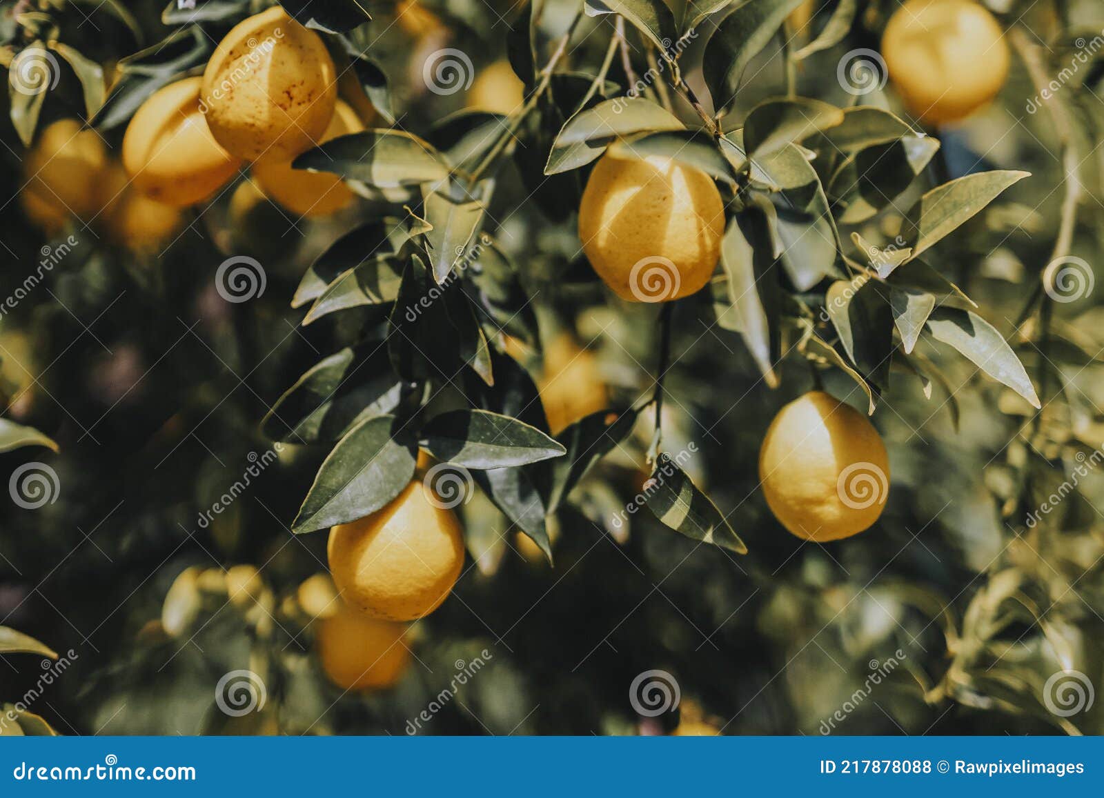 Sun Shining on the Lemon Tree Stock Photo - Image of hanging, plant ...