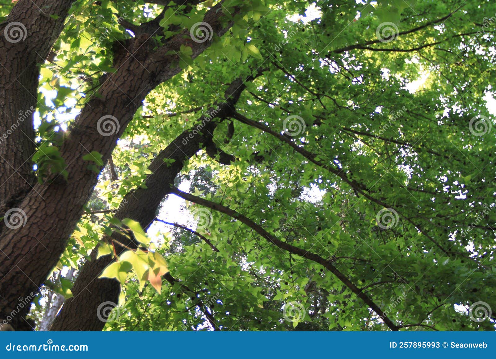 The Sun Shining through a Majestic Green Tree 19 April 2011 Stock Image ...