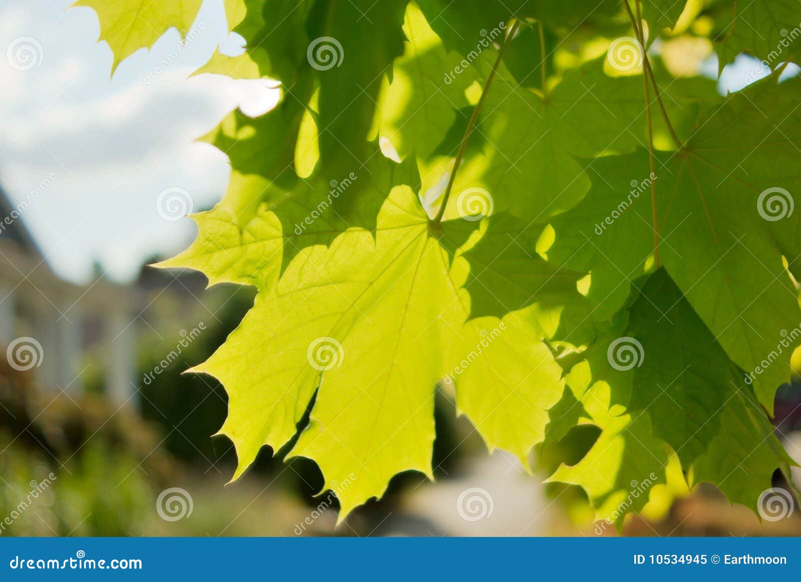 Sun Shining through Maple Leaves Stock Image - Image of summer, leaf: 10534945