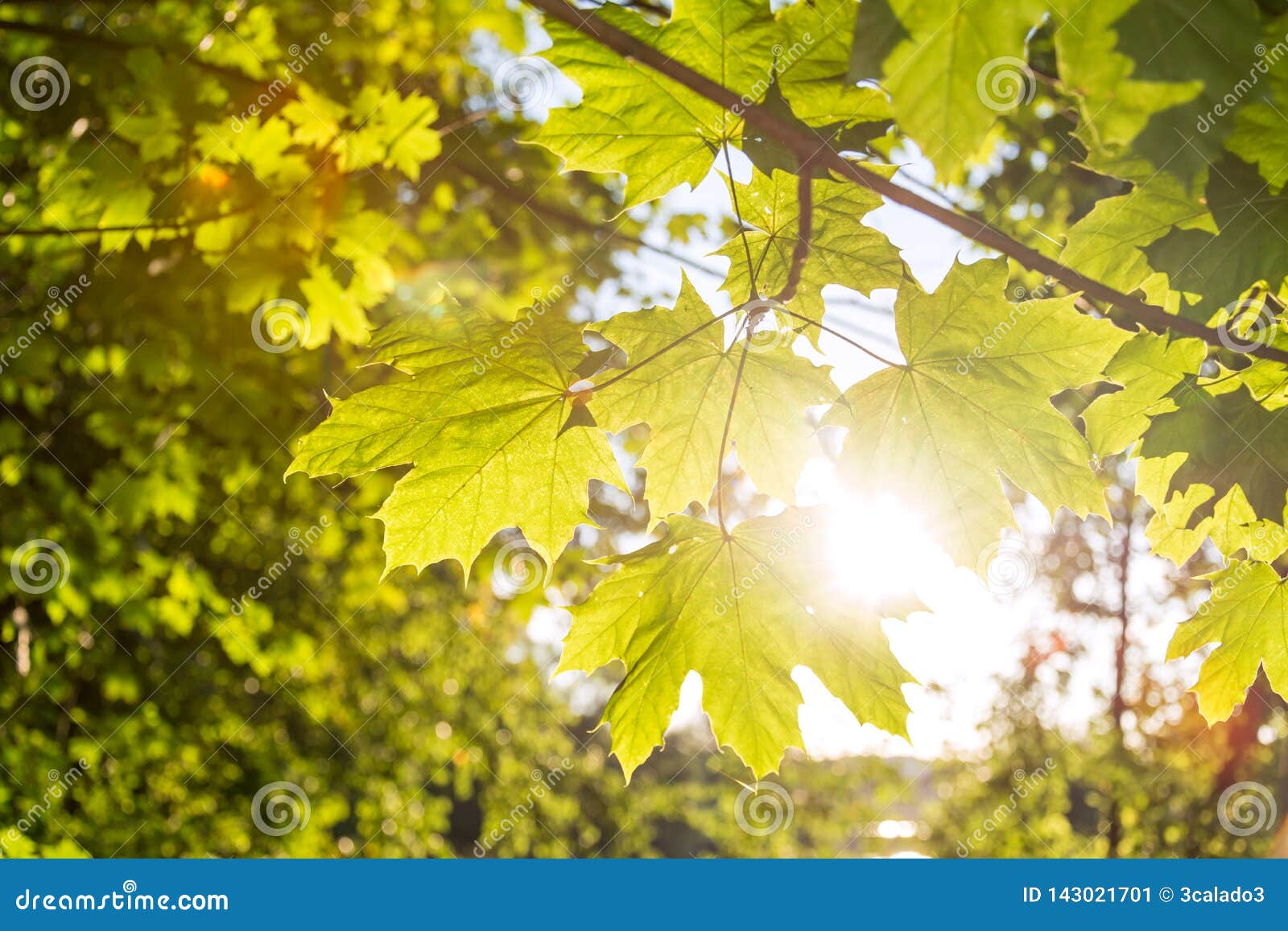 Sun Shining through Maple Leaves Stock Image - Image of lens, branches ...
