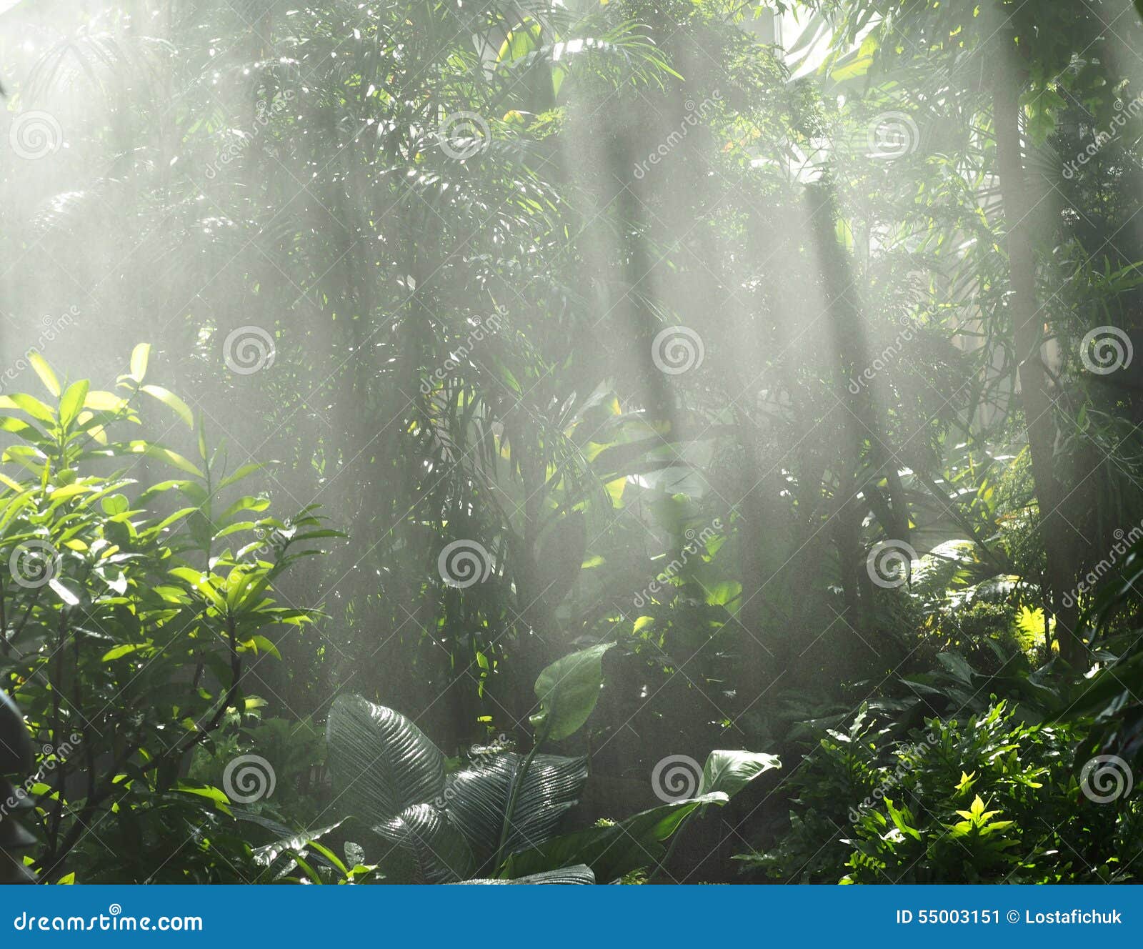Sun Shining through Mist in Forest Stock Image - Image of bushes, trees ...