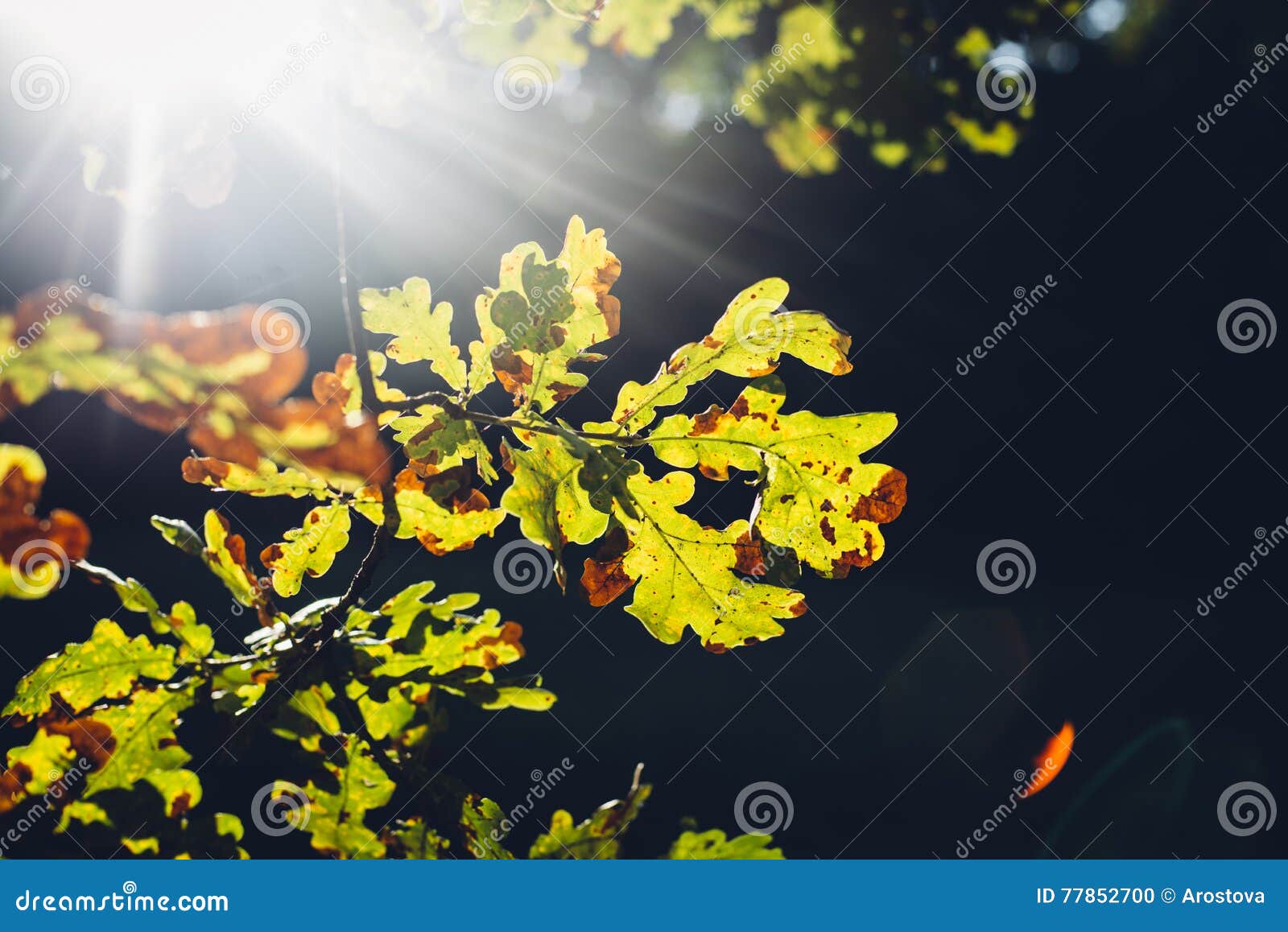 Sun Shining through Oak Tree Leaves in Autumn Stock Photo - Image of ...