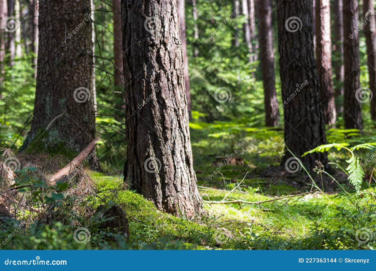 Sun Shining Over Densely Populated Forest Floor Stock Photo - Image of ...