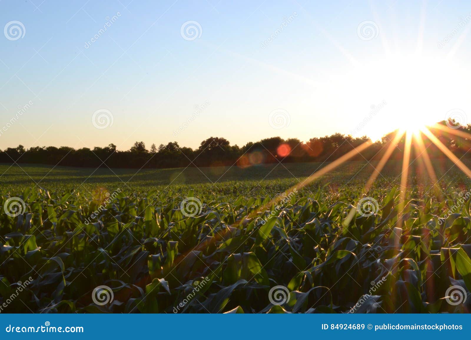 Sun Shining Over A Green Corn Field Picture. Image: 84924689