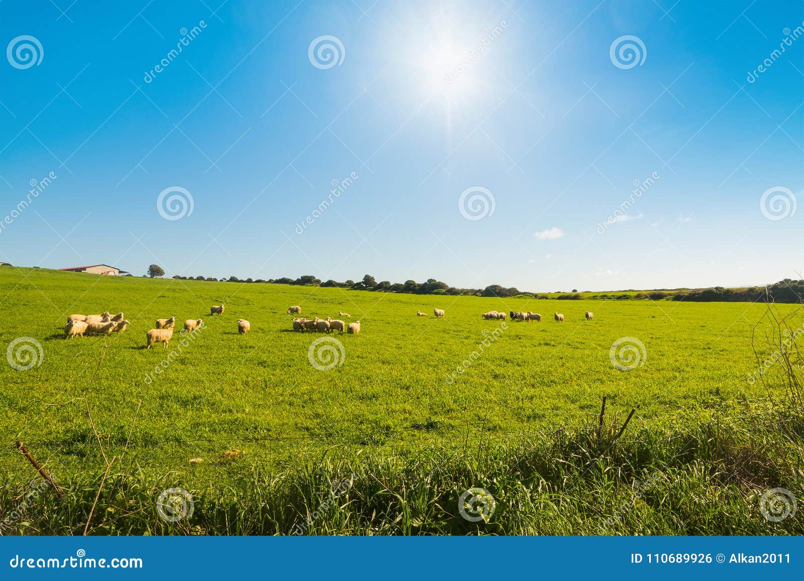 Sun Shining Over a Small Herd of Sheep Stock Photo - Image of landscape ...