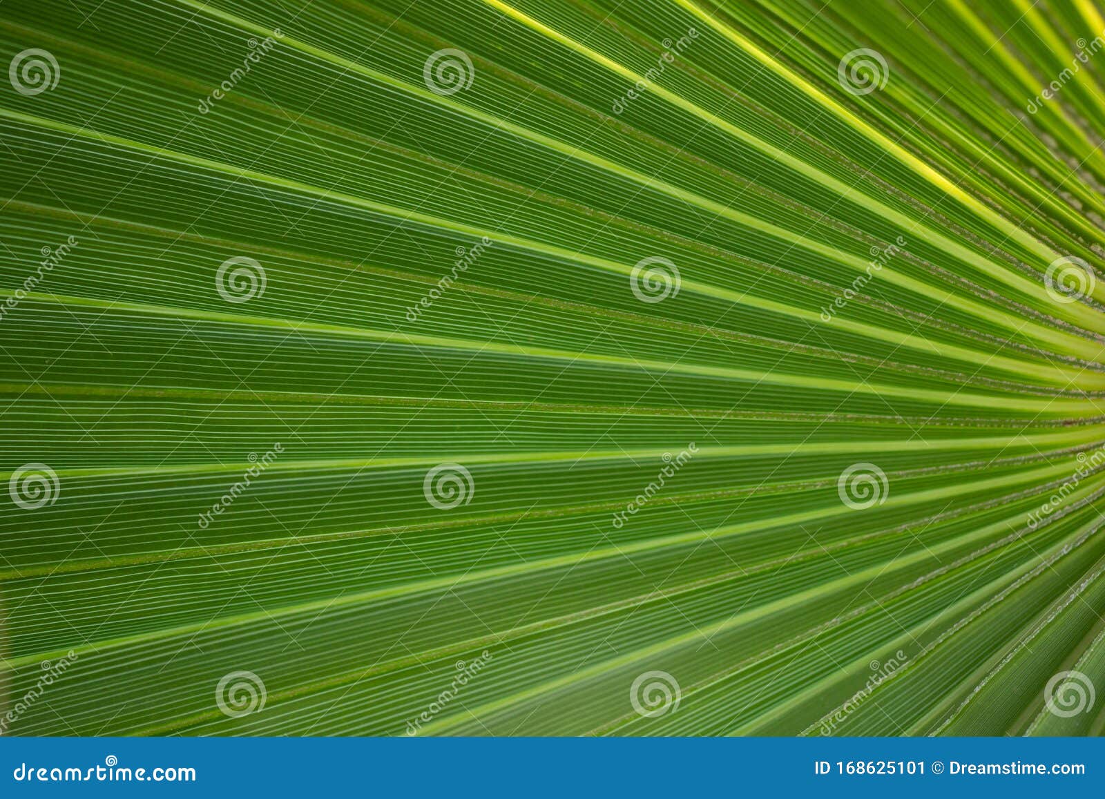 Structure of a palm leaf stock image. Image of organic - 168625101