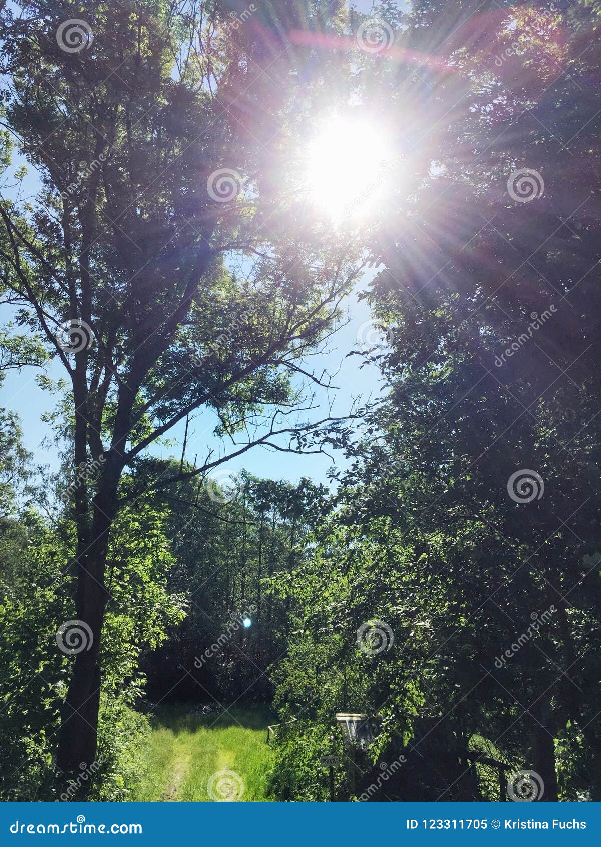 Beautiful Sun Rays in Summers Green Stock Image - Image of fresh ...