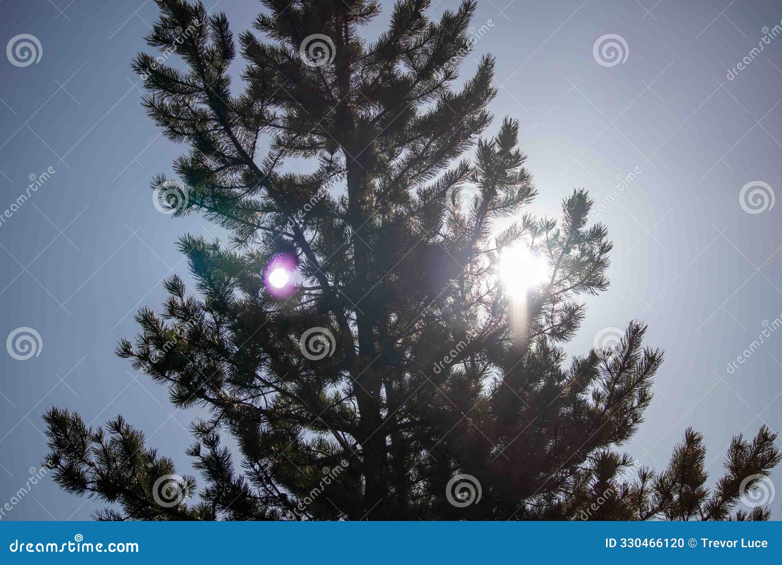 Sun Shining through Pine Tree Lens Flare Stock Photo - Image of ...