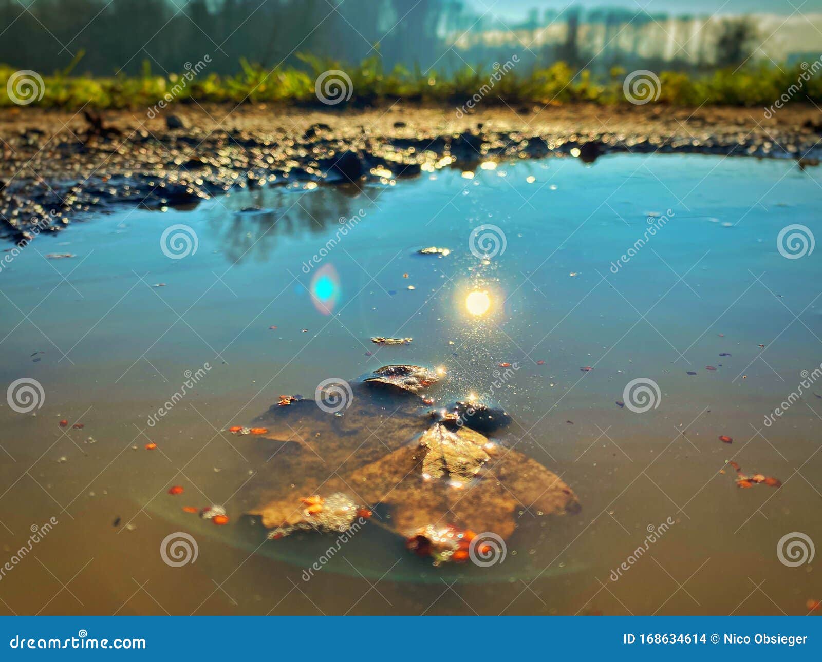 Sun is Shining into a Puddle Stock Photo - Image of reflections ...
