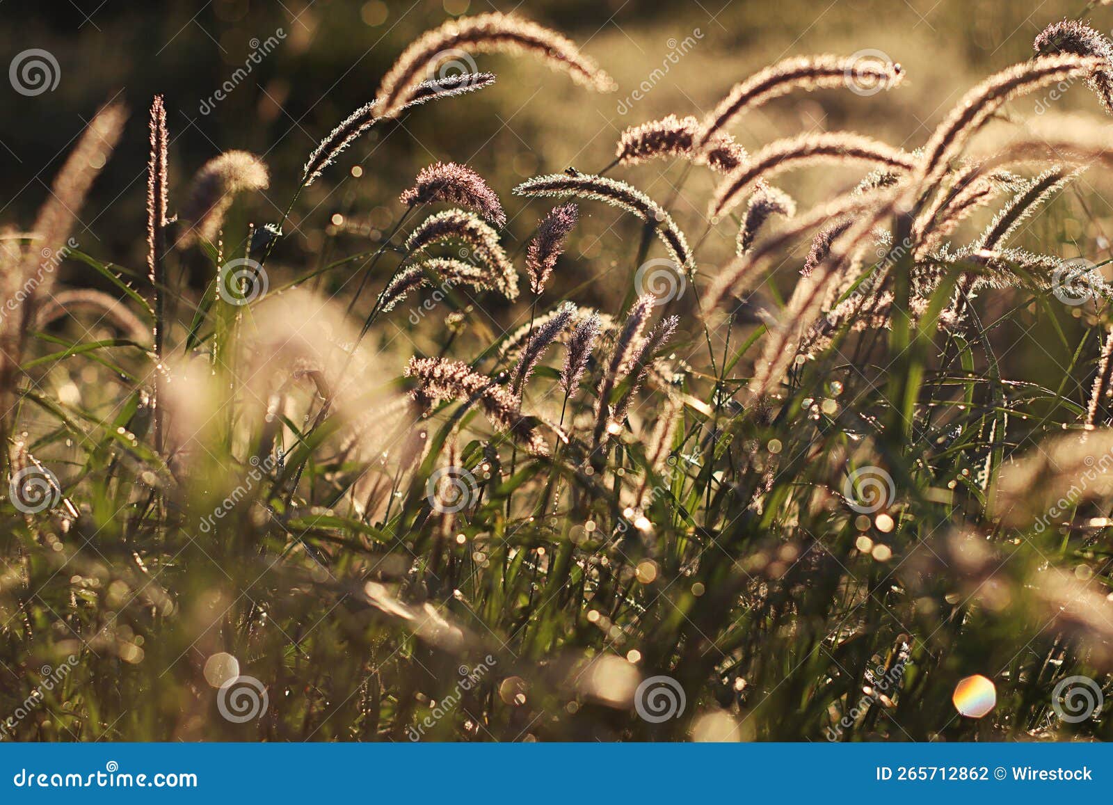 Sun Shining through the Purple Needlegrass Stock Photo - Image of ...