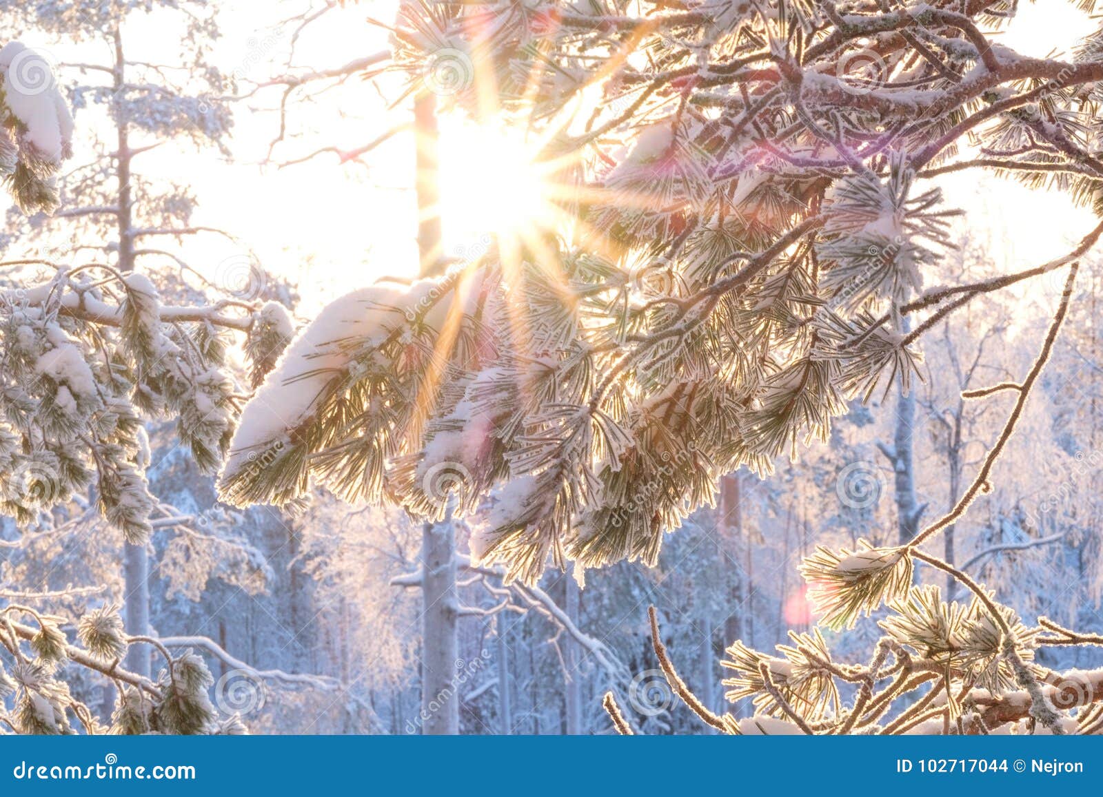 Sun Shining through Snowy Trees Stock Photo - Image of sunrise, morning ...