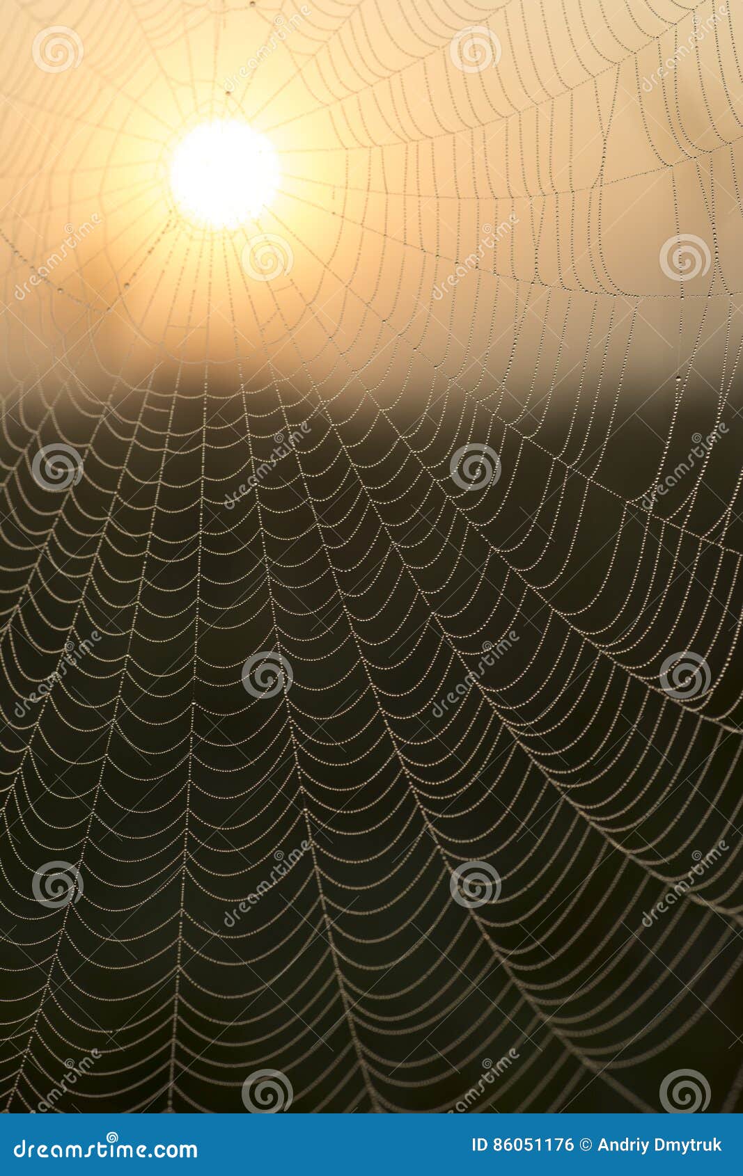 The Sun Shining through the Spider Web Stock Photo - Image of gold ...