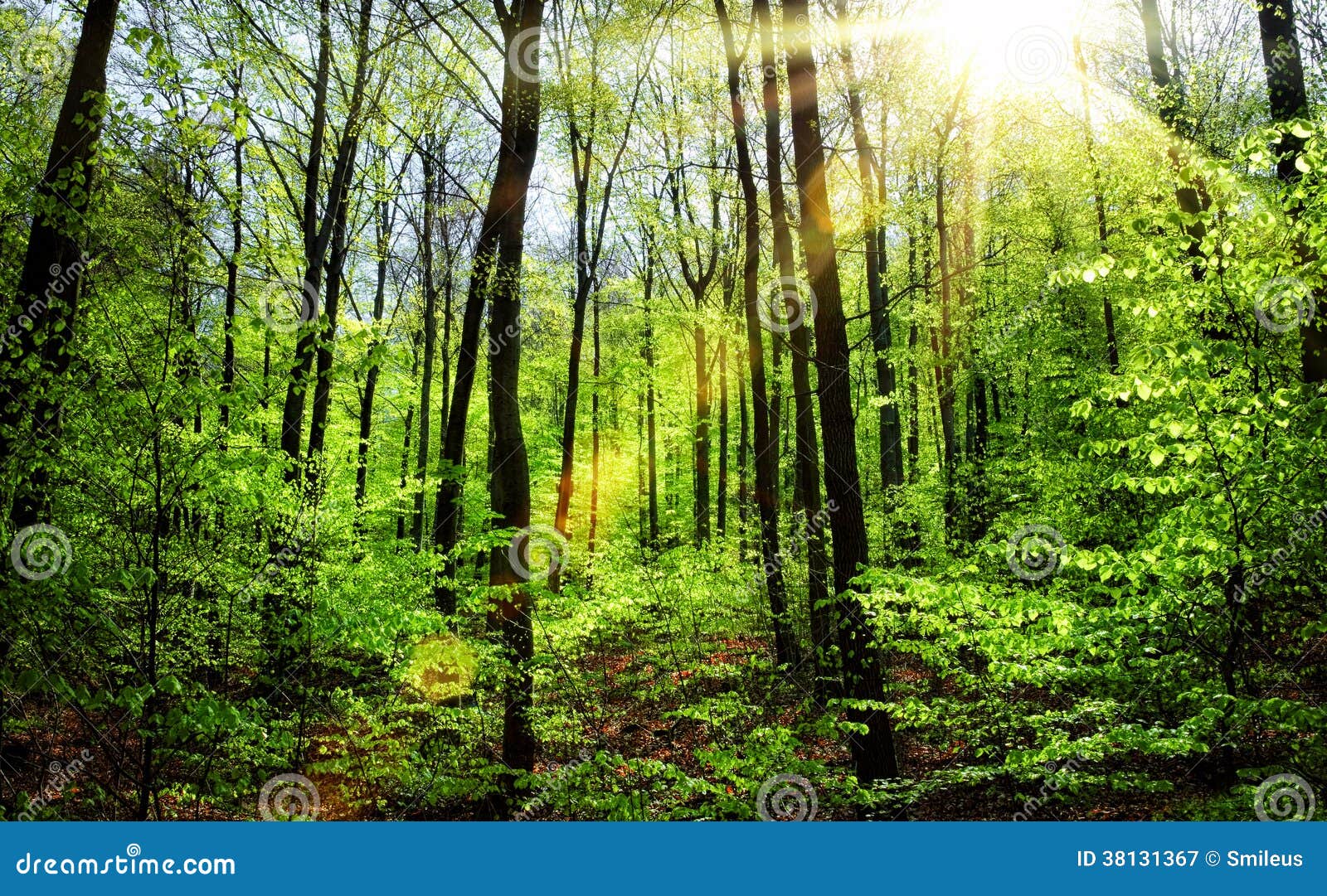The Sun Shining through Spring S Fresh Foliage Stock Image - Image of ...