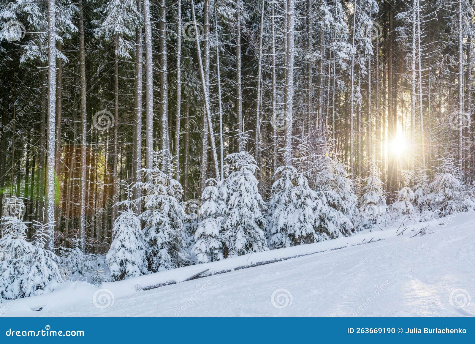 Sun Shining through the Spruce Trees Stock Photo - Image of snow, scene ...