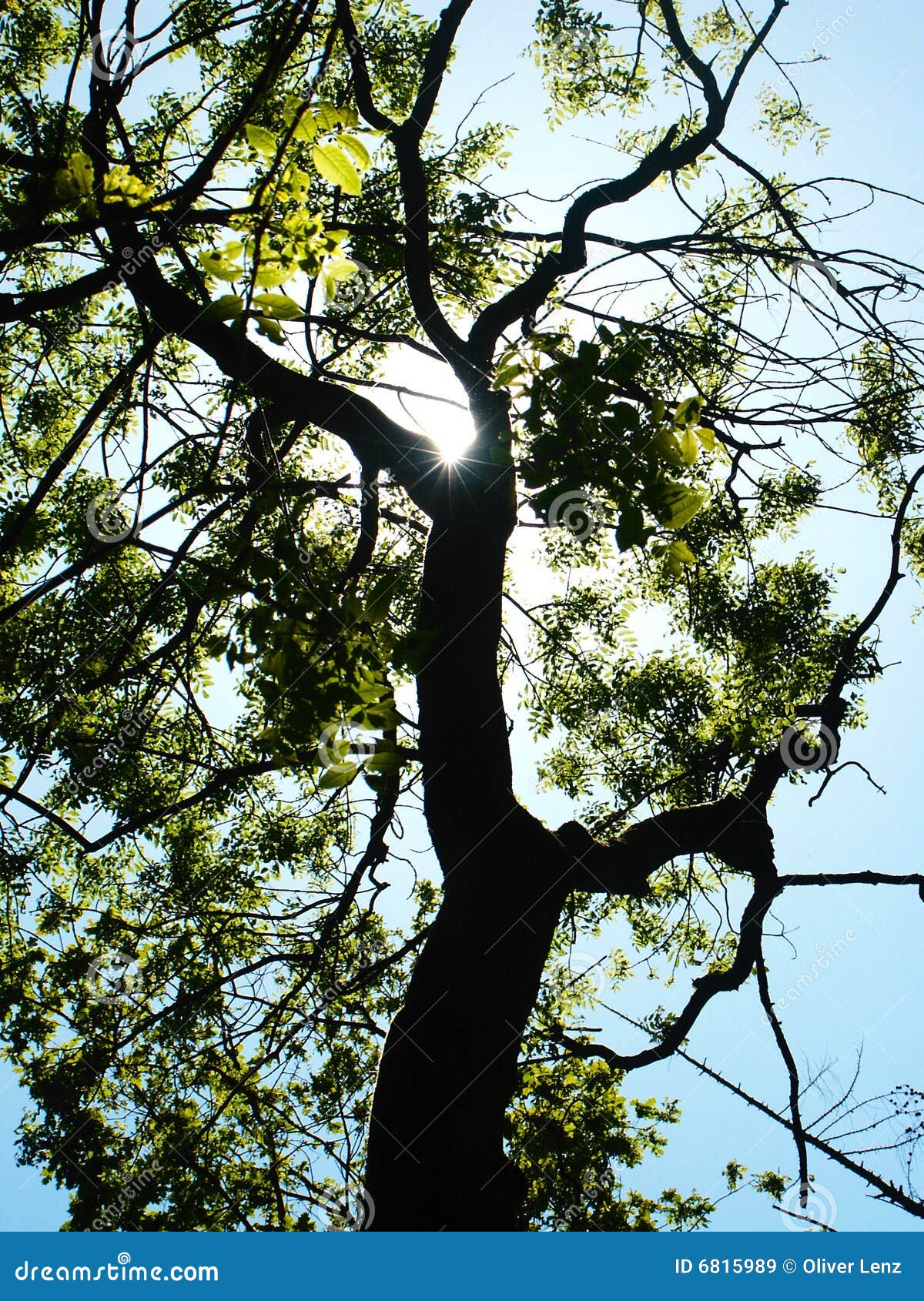 Sun shining through tree stock image. Image of nature - 6815989