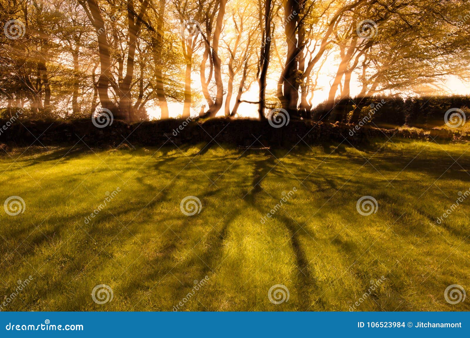 Sun Shining through Tree with Direct Sunlight Stock Photo - Image of ...