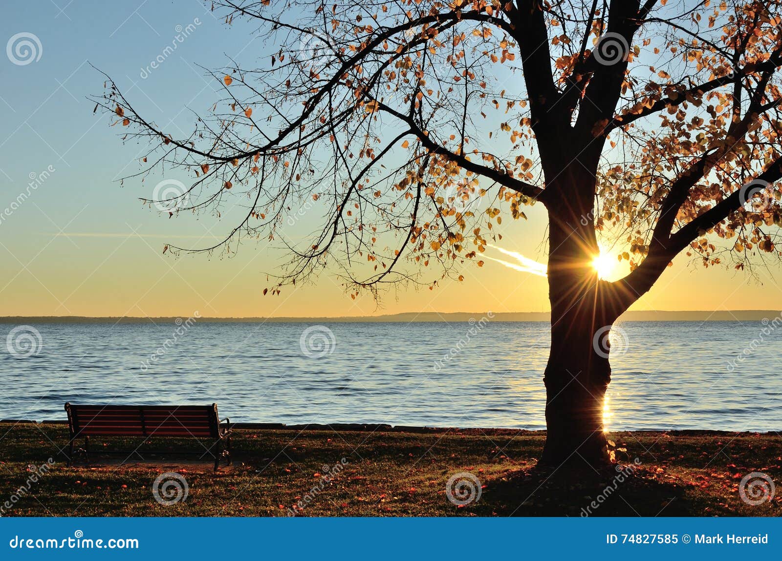 The Sun Shining through a Tree in the Late Fall Stock Image - Image of ...