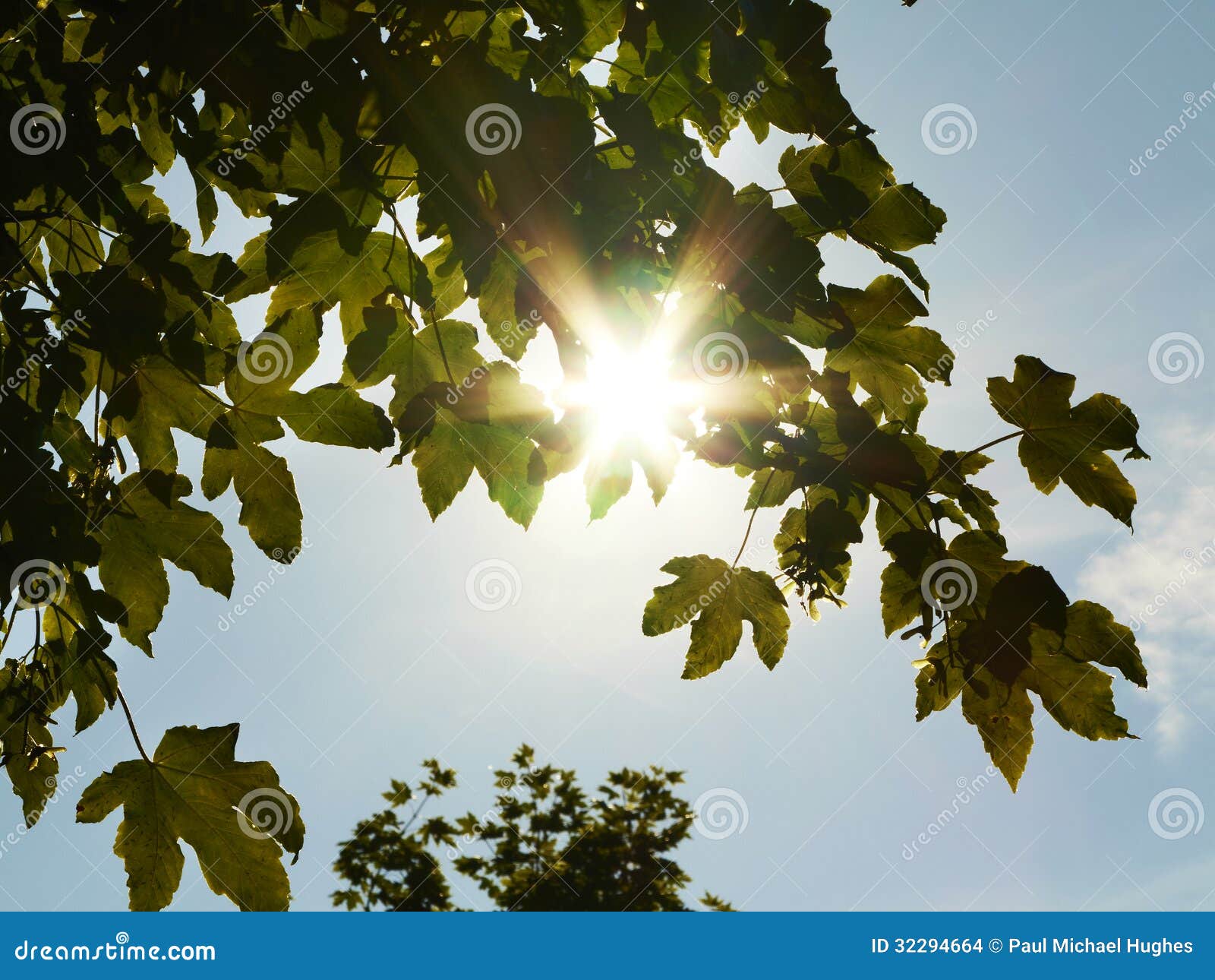 Sun Shining through Tree Leaves Stock Photo - Image of tranquilly ...